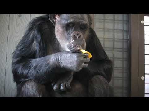 Negra chimpanzee eats an orange