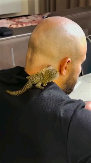 Curiosity Lab on Instagram: "​Meet the world’s smallest monkey: the Pygmy Marmoset! 🐒✨ ​Did you know these tiny primates (often called “finger monkeys”) only weigh about as much as a stick of butter? 🧈 From their specialized diet of tree sap to the way they respond to human facial expressions, these little creatures are as intelligent as they are adorable. ​In this video, you can see just how gentle they are during their “spa service” (grooming with a toothbrush!) and how they practice coopera