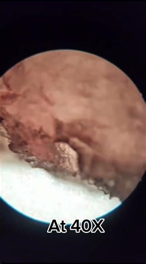 Meat Under the Microscope 🍖 | Discover the Tiny Fibers of Protein!