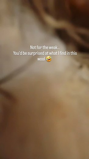 1.5K views · 109 reactions | I purchase raw sheep wool from local...