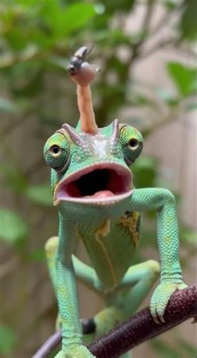 Chameleon quickly sticks out its tongue in both left and right directions to capture prey