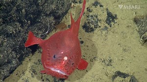 201K views · 6.5K reactions | From the fish with a transparent head...