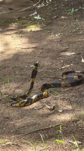 “Nature’s Hunt: Tiger Rat Snake vs Rat” #naturelovers #snake #animals #snakevideo