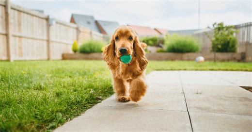 How to Keep Your Dog’s Mind Sharp: 16 Trainer-Approved Brain Games