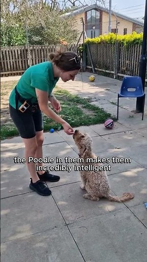 Exploring Breeds with Woodgreen - Cockapoo #woodgreen #cockapoo #charity