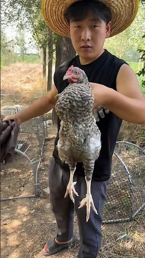 Foldable Chicken Run & Feeder Setup - Easy Poultry Farming Guide #poultryfarming #pets #viral