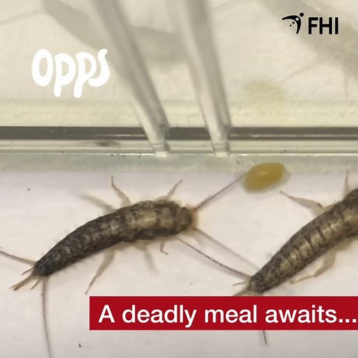 How to get rid of long-tailed silverfish