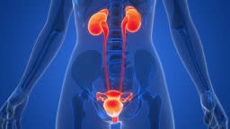 3D Animation Concept of Female Reproductive System with Urinary...