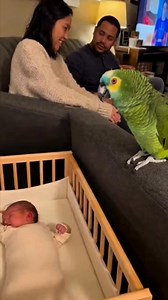 Parrot fixes the baby with a software update 🦜👶😂 #TalkingParrot #FunnyBaby #FamilyMoment #RealVoice #ParentLife #ComedyReel #UnexpectedLaugh #FacebookReels | Smile of Prosperity