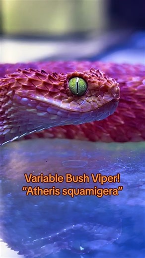 Check out those keped scales and that wifked smile on this snake! #venomussnake #venomous #snake #bushviper #variablebushviper #atherissquamigera #africa #redsnake #greeneyes #snakeskin #reptile #coldblooded #slitherin #ellipticaleyes #noperope #dangernoodle