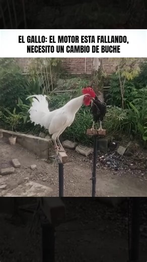 The sound of roosters singing | Creative Cooking | Facebook