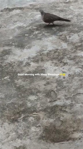 Swift run of the Pigeon🐦‍⬛|Cute|#birds#nature🌿#Shorts