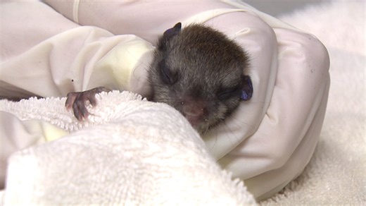 Animal rescue is swarming with orphaned squirrels