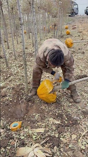 Correct Preparation Method: Root Wrapping Technique Before Tree Transportation