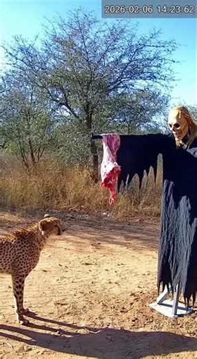Blink and the Cheetah Is Gone 😳😂 #funnyanimals #trending #youtubeshorts #shorts