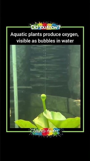 Aquatic Plants: Producing Oxygen Bubbles Underwater