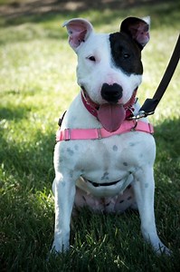 Creda is the Coolest Dog on the Block