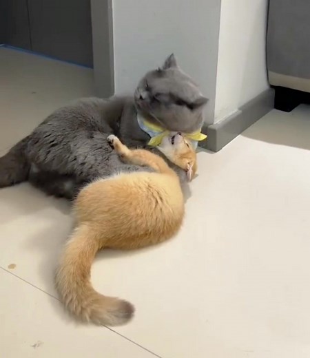 He just won't leave me alone. #kittenlife #bugbattles #cutenessoverload #catplaytime #FelineFriends | Cat Lovers