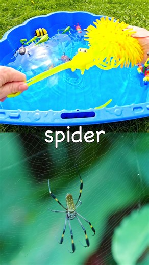 Learn Bug Insect Names for Toddlers Preschoolers Kids: Rhino Beetle Cricket Praying Mantis Ant