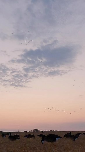 1.5K views · 269 reactions | Opening Day Duck Hunt | #huntongaro |​⁠ #hevishot #cabelas #benelli #divebombindustries | Claudio Ongaro's: HIRED to HUNT | Facebook