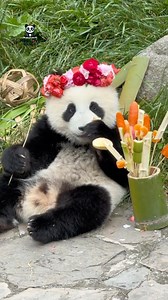 232K views · 12K reactions | The two little cubs are so well-behaved! 两个小崽崽好乖哦～ #pandas #panda #pandapanda #pandalovers #pandagram #pandalife #pandabear #pandafamily | Mini Love Panda | Facebook