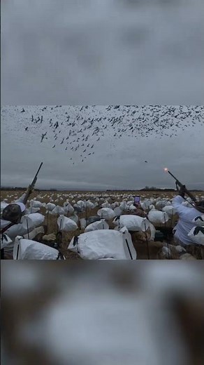 GIANT flock of Snow Geese at 20 yards!!!!