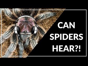 Can Spiders Hear? Do They Like Music?