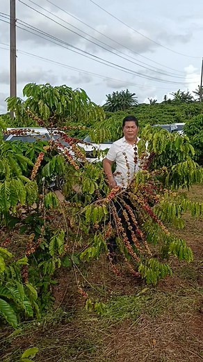 772K views · 14K reactions | Bringing home from Vietnam not just knowledge, but innovative and sustainable coffee farming methods to help Palimbang grow richer harvests and a greener future In Shaa Allah  #VietnamTravel2025 #CoffeeExploratiin #ManisanKaPalimbang | Mark Siokon | Facebook