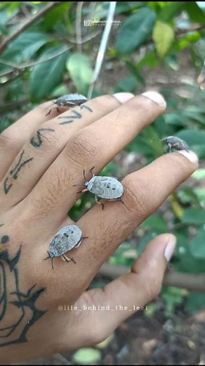 Stink Bug Nymph | Shield Bug (Pentatomidae / Dinidoridae)