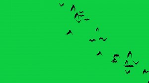 Download Bats flock flying, lot of bat fly up animation on green screen background, horror Halloween video element for free