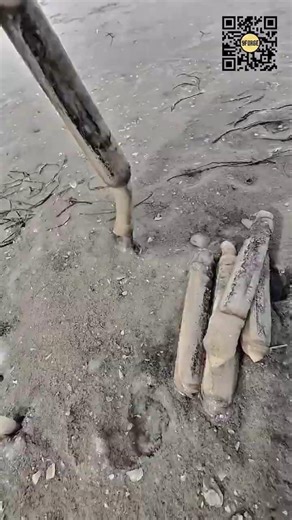 Hand Harvesting Razor Clams Straight From the Beach #9forge