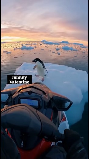 “Bro really said ‘take me to the nearest fish market’ 😭🐧” | Johnny Valentine