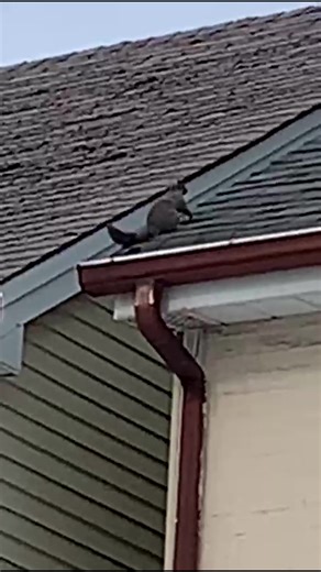 Serious squirrel business 🐿️ Small hole. Big problem. Here’s how we install a one-way door so squirrels can exit safely but never get back in. Humane removal and long-term protection done right. #squirrelbusiness #onewaydoor #swatwildlife #homedefensesolutions #raccoon #raccoonremoval #humanesolutions #pestpros #rats #ratremoval #mice #miceremoval #squirrel #squirrelremoval #5yearwarranty #southerontario #ontario #toronto #hamilton #niagarafalls #mississauga #brampton #burlington #ajax #etobico