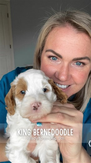 Wonderful World Doodles • Lizzy Smith | Radames is a King Bernedoodle estimated to be around 30-40 lbs full grown. Our King Bernedoodles are made using a “Cuddle size” Cavapoo Mom... | Instagram