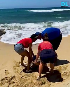 642K views · 62K reactions | The rescue team finally succeeds returning the female loggerhead turtle to sea. | D.L. Hughley | Facebook