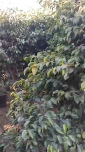 Plants projecter pattoki 0309 2370037 | Plants projecter pattoki