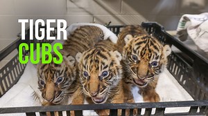 17K views · 988 reactions | Nashville Zoo Nashville Zoo continues...