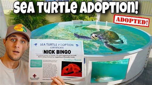 I adopted my very own sea turtle! 🐢✨