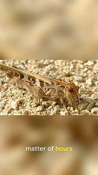 The Swarm: When Nature Fights Back