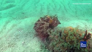 801K views · 10K reactions | Watch an octopus fall prey to a...