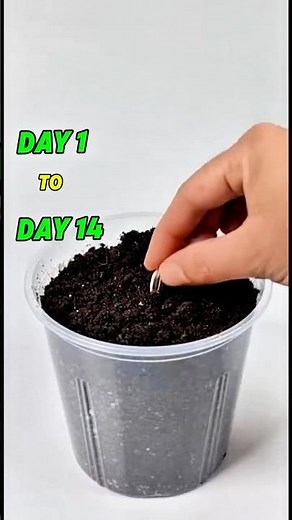 Amazing Plant Growth Time-Lapse!