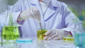 An experiment with the tea tree ingredient, with the frontal angle of the researcher dip a pinch of tea tree branches into a beaker containing substance. All around the table are glass lab equipment.