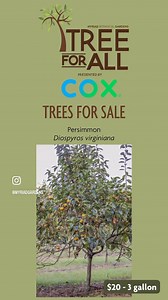 TREE FOR ALL presented by Cox Saturday, November 9, 9AM – 12PM West Plaza, by the Children’s Garden and Carousel 🌳 This Year’s Tree Selections 🌳 $20 – 3 gallon * Bald Cypress | (Taxodium distichum) * ‘Bubba,’ Desert Willow | (Chilopsis linearis) * Bur Oak | (Quercus macrocarpa) * Loblolly Pine | (Pinus taeda) * Persimmon | (Diospyros virginiana) * Pond Cypress | (Taxodium ascendens) * Redbud | (Cercis) * Summer Red Maple | (Acer rubrum ‘Summer Red’) * Sweetbay Magnolia | (Magnolia virginiana) 