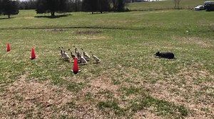 18K views · 470 reactions | I had a request for a pole pattern so here it is. Dog is Roy | The Quack Pack USA | Facebook