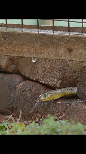 Rajan Simson on Instagram: "Snake: 'My bad bro, thought you were a fish!' 🤦‍♂️ #shortstory #wildlifeonearth #documentary . . . . POV: You're a snake who just grabbed your hunting buddy instead of dinner! 😂 These checkered keelbacks waited all year for fish migration, but their teamwork needs practice. From epic fails to eventual success - nature's comedy hour is unmatched! Who else makes mistakes when they're hangry? 🐍🎣 #wildlifeofinstagram #naturel #snakes #terri