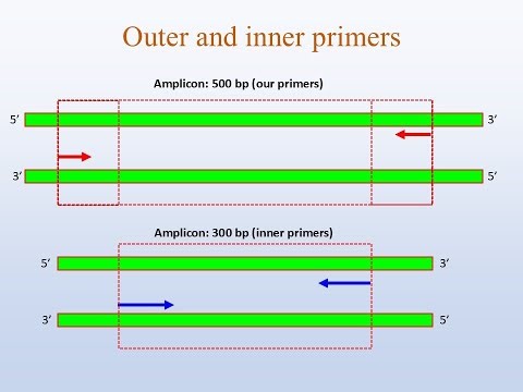 Bioinf Class 19A, PCR primers Part 11, Outer and Inner primers