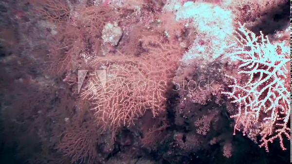 Pink coral on coral reef in Red Sea. Explore mysteries of sea with this fascinating video filled with stunning underwater images of pink coral.