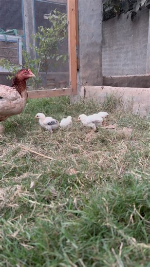 Nature’s Lesson | Hen Digging to Feed Her Chicks