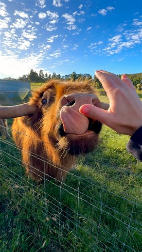 Wildhand Farm | Max’s horns are growing so fast atm… you’ve got to watch out when he turns his head 😅 | Instagram