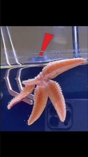 The Starfish That Grew a New Body From One Arm 😱